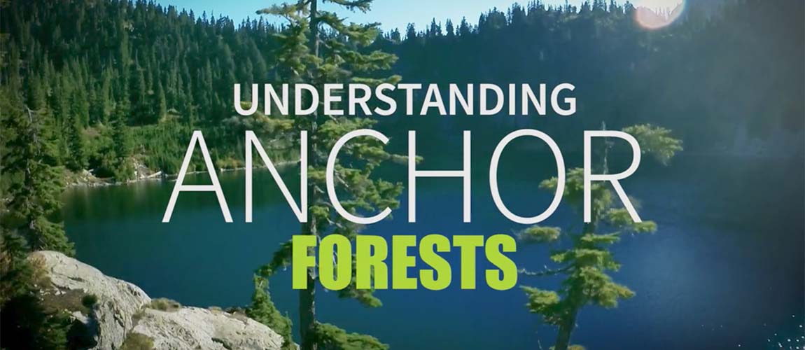 Anchor Forests Video Series, Part 1: Land And Place